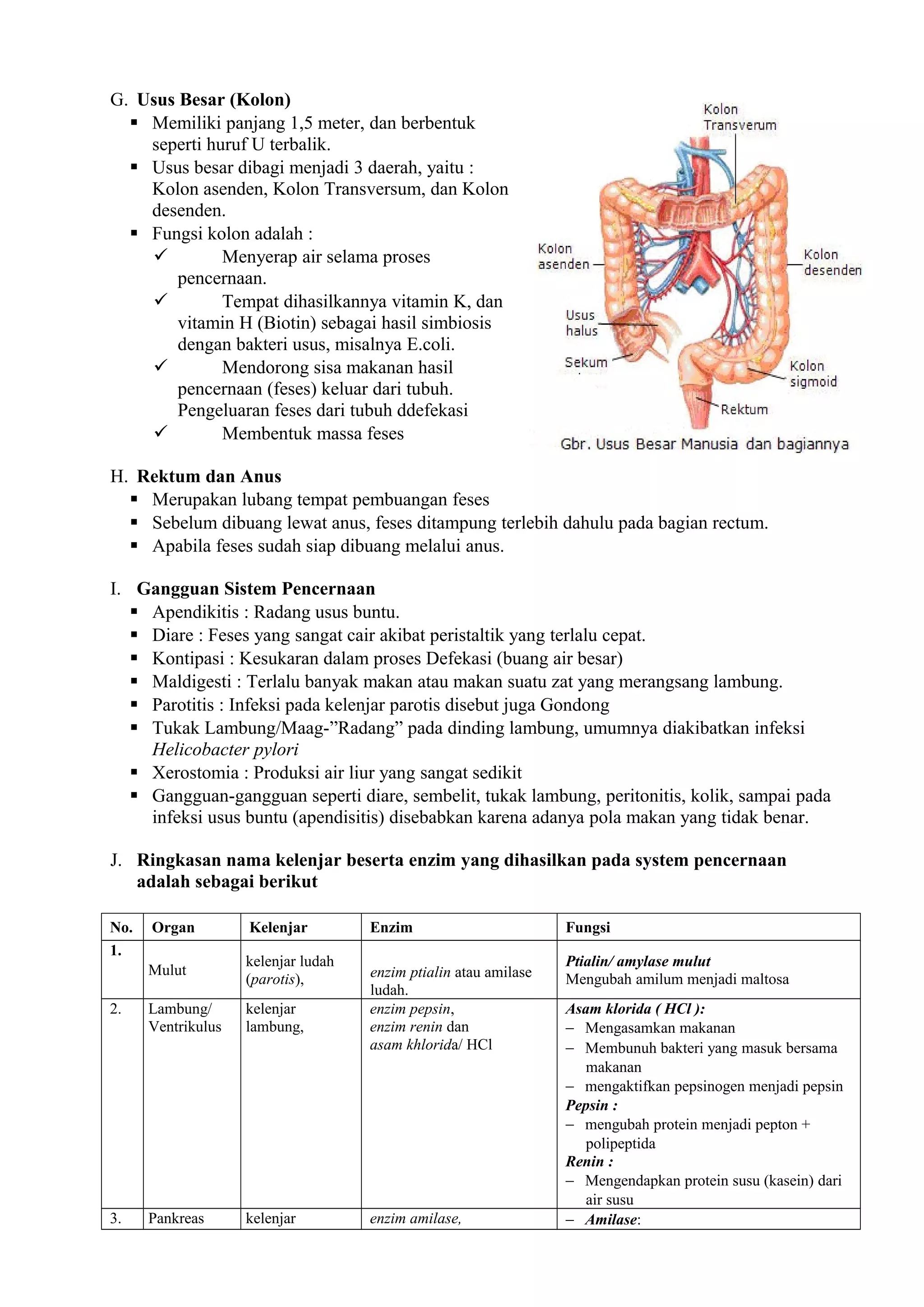 System pencernaan manusia | DOC