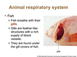 Systems c2 | PPT