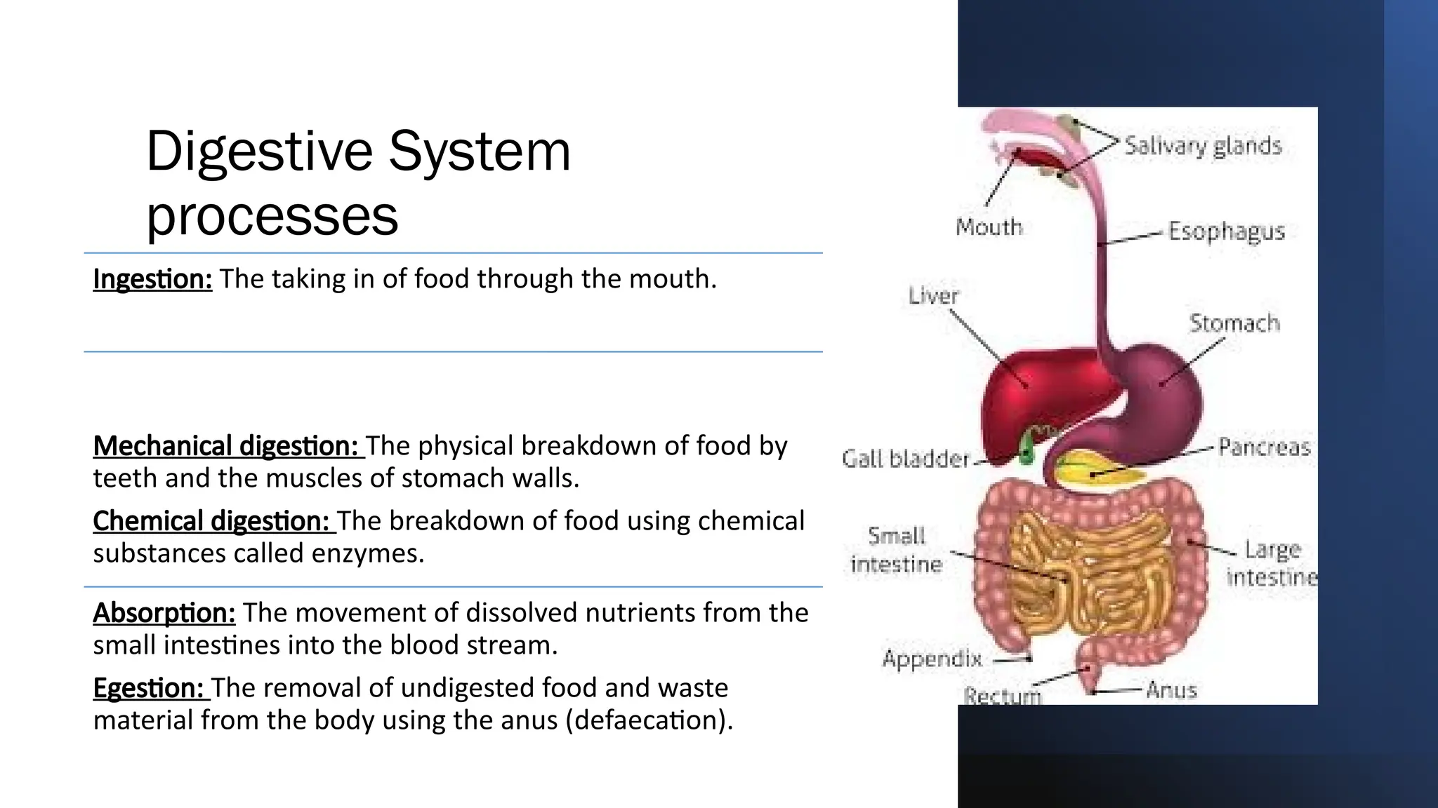 SYSTEMS IN THE HUMAN BODY NATURAL SCIENCE ORIGINAL.pptx | Internet for ...