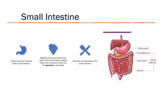SYSTEMS IN THE HUMAN BODY NATURAL SCIENCE ORIGINAL.pptx | Internet for ...