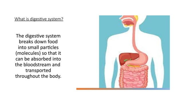 SYSTEMS IN THE HUMAN BODY NATURAL SCIENCE ORIGINAL.pptx | Internet for ...