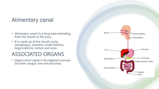 SYSTEMS IN THE HUMAN BODY NATURAL SCIENCE ORIGINAL.pptx | Internet for ...