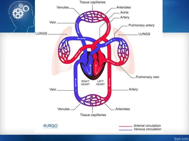 Systems Of Animals And Human PPT systems-of-animals-and-human-ppt