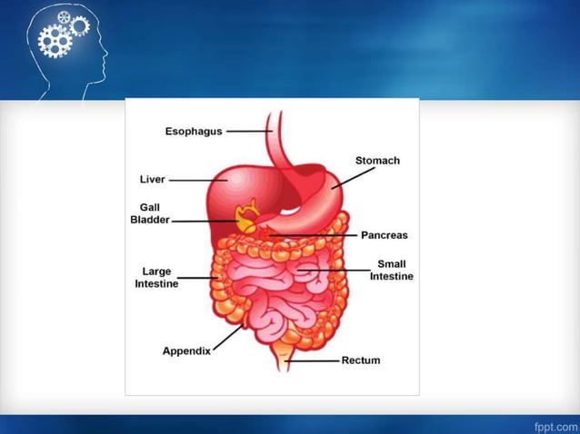 Systems Of Animals And Human PPT systems-of-animals-and-human-ppt