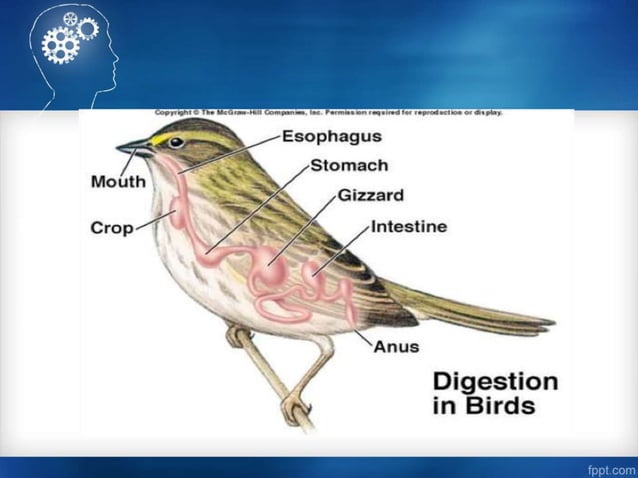 Systems Of Animals And Human PPT systems-of-animals-and-human-ppt