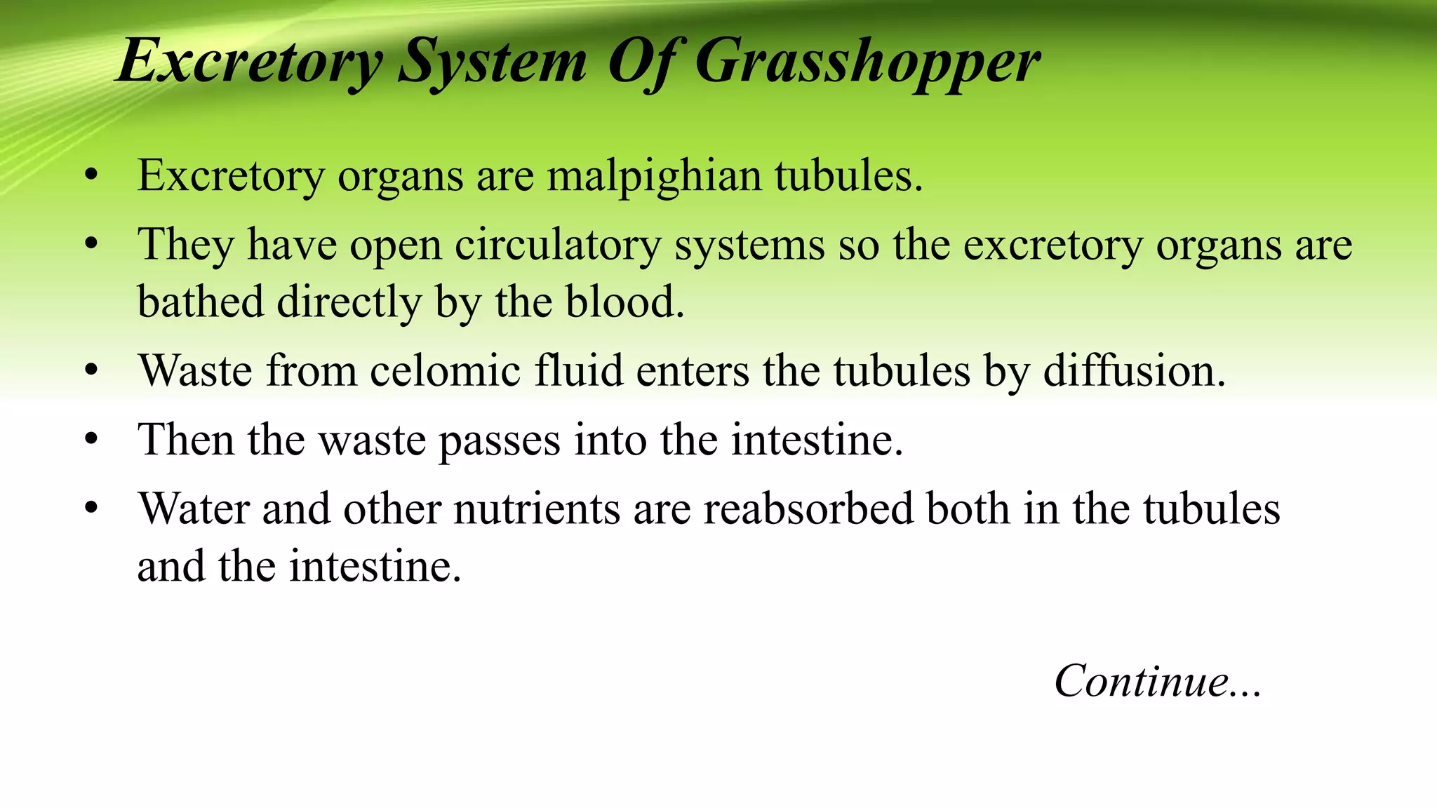 Systems Of Grasshoper | PPTX