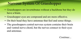 Systems Of Grasshoper | PPTX