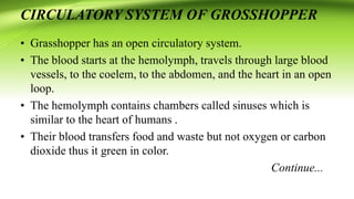 Grasshopper Sinuses