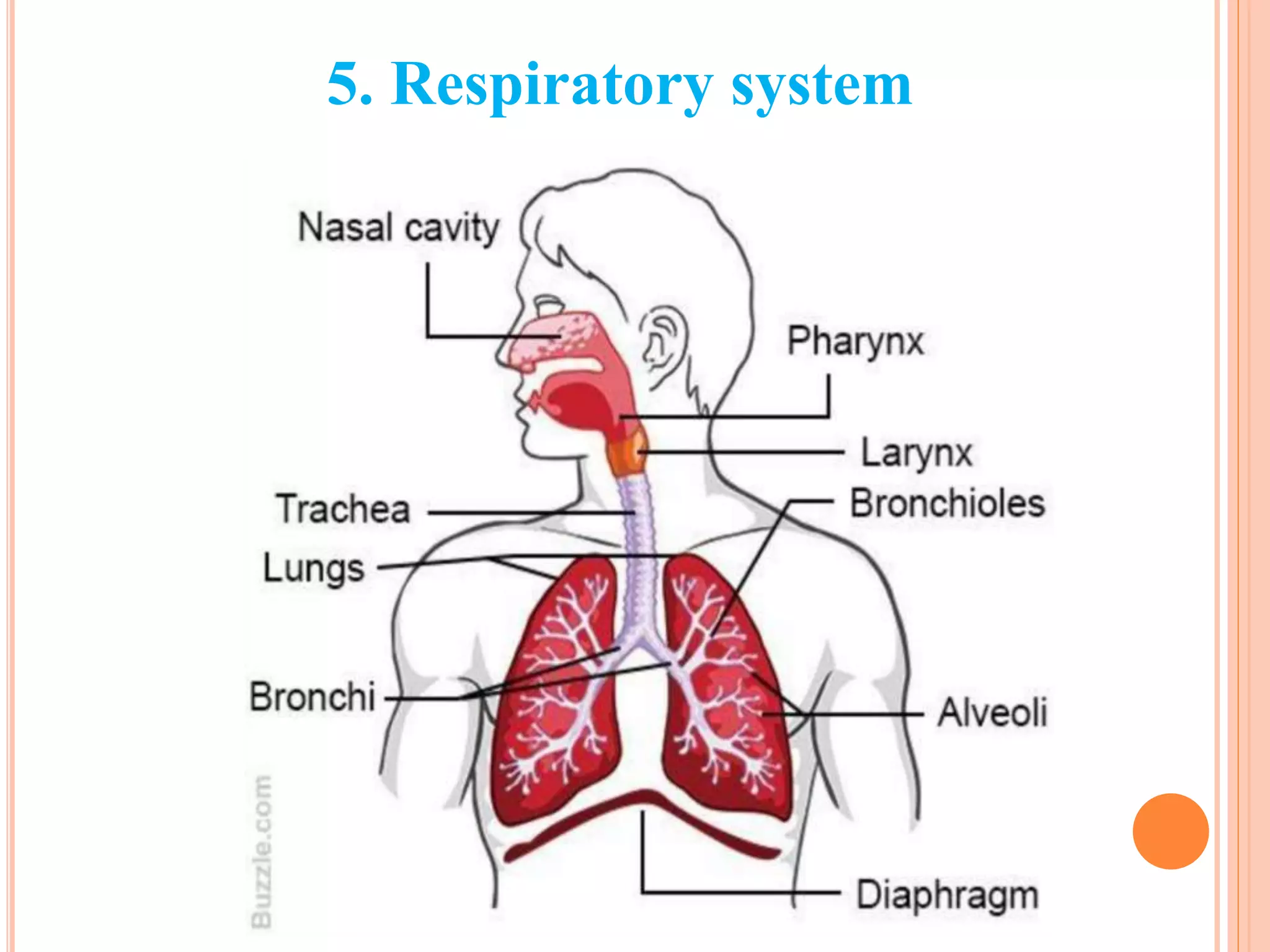 Systems of human body | PPTX