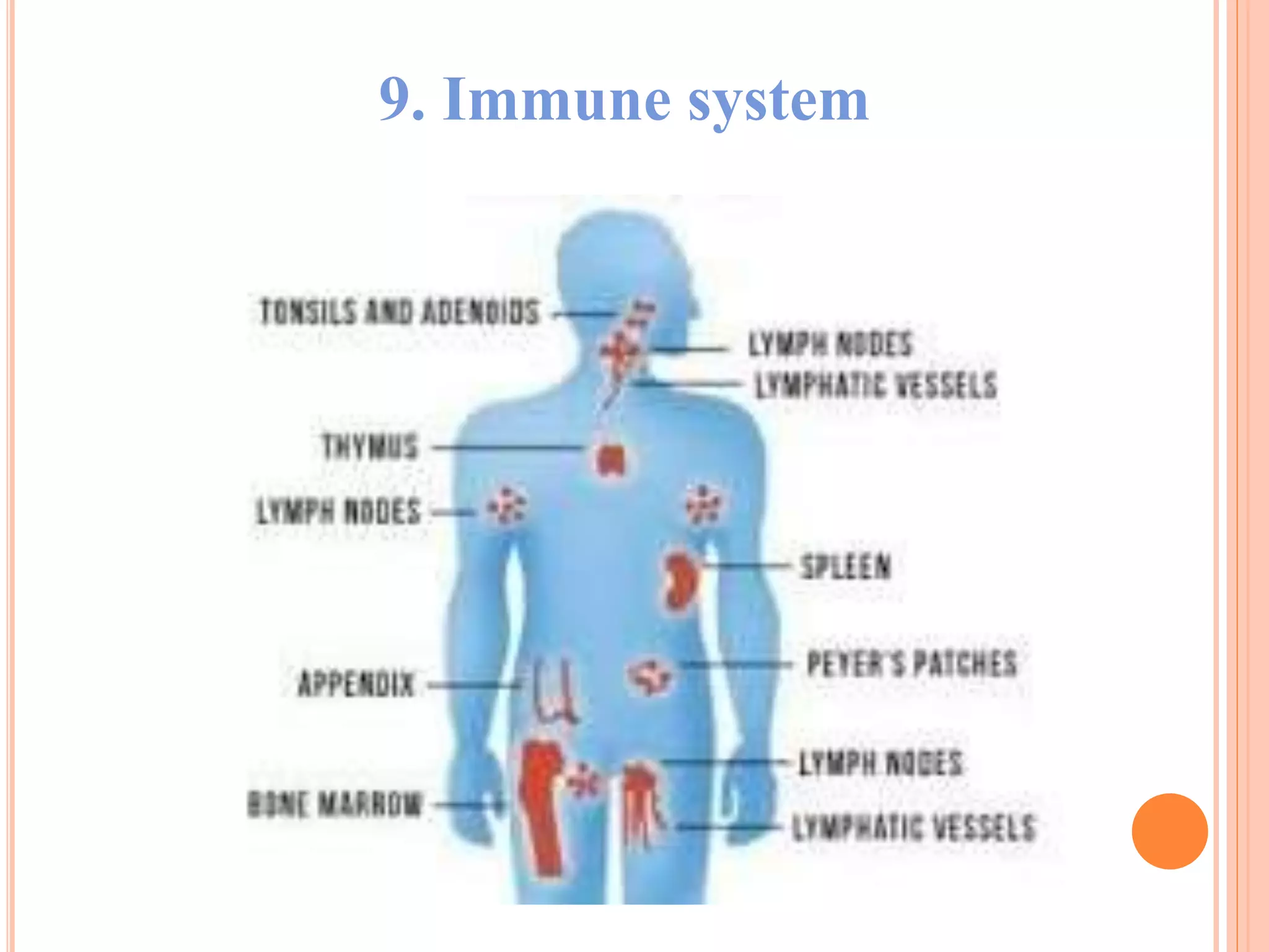 Systems of human body | PPTX