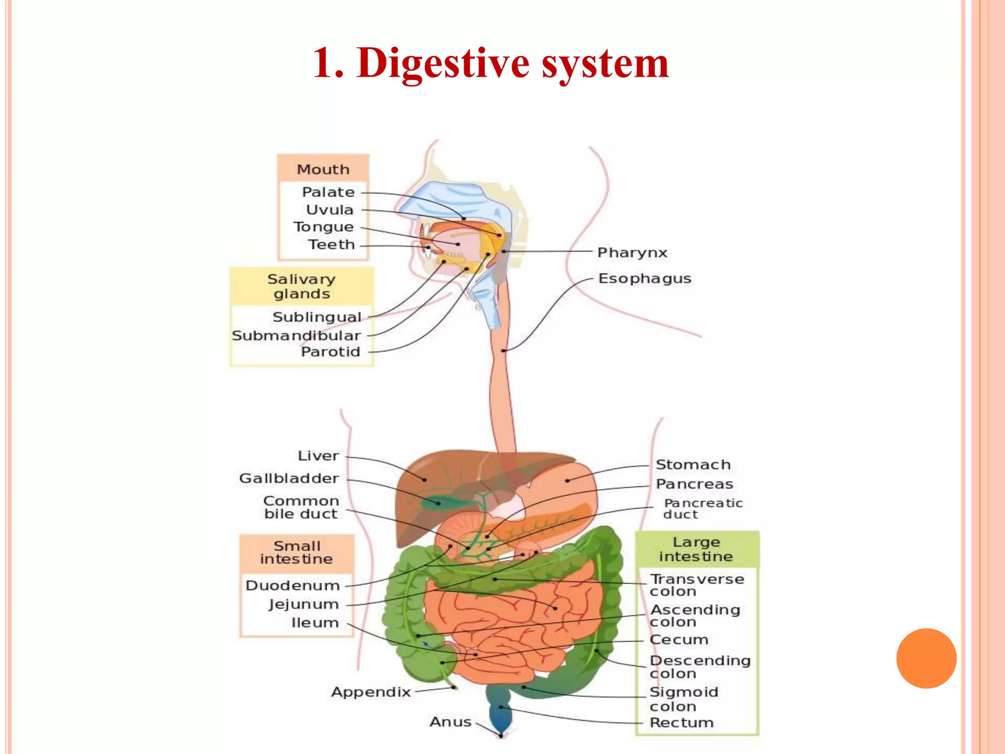 Systems of human body | PPTX