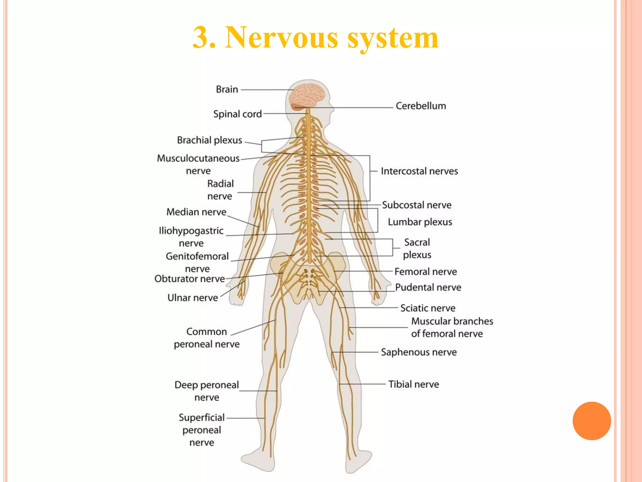 Systems of human body | PPTX
