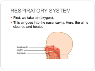 Systems of the nutrition digestive and respiratory | PPT