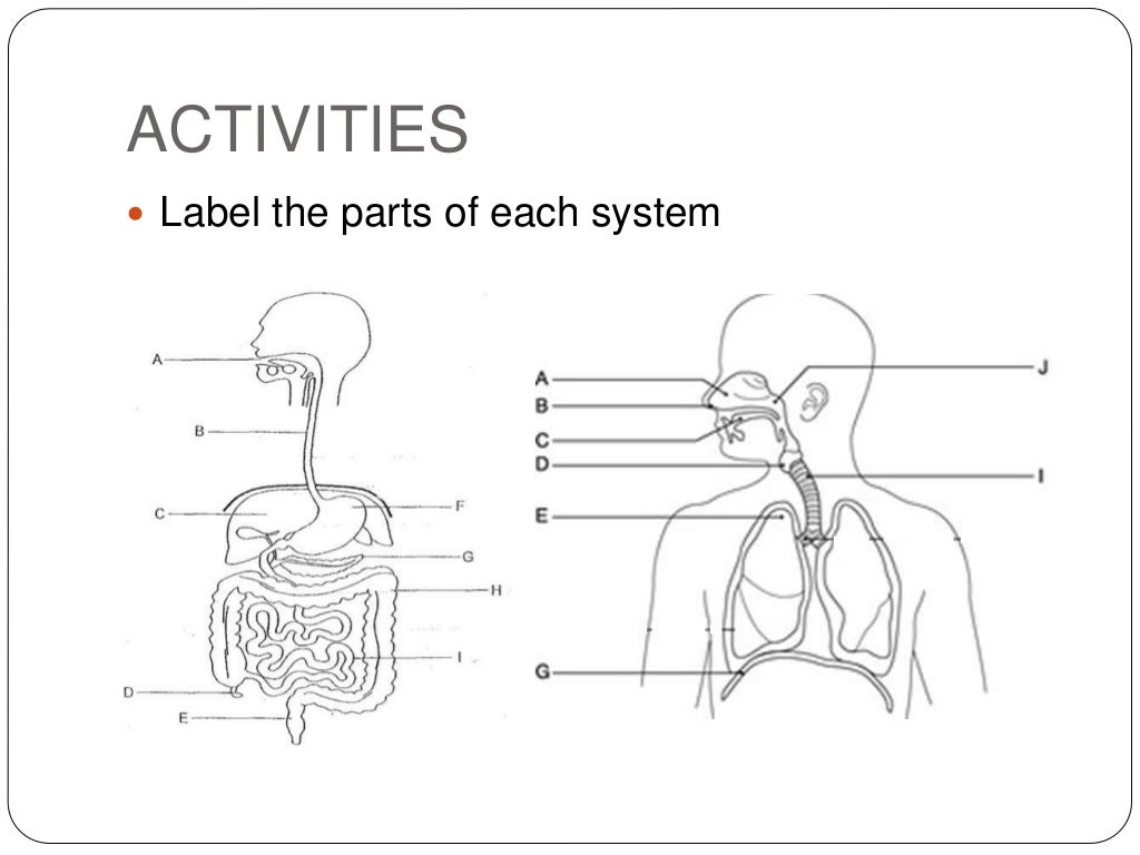 Systems of the nutrition digestive and respiratory