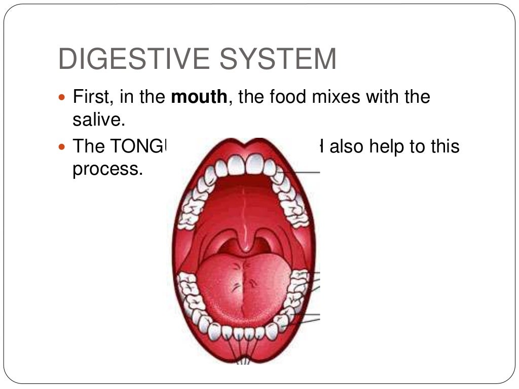 Systems of the nutrition digestive and respiratory