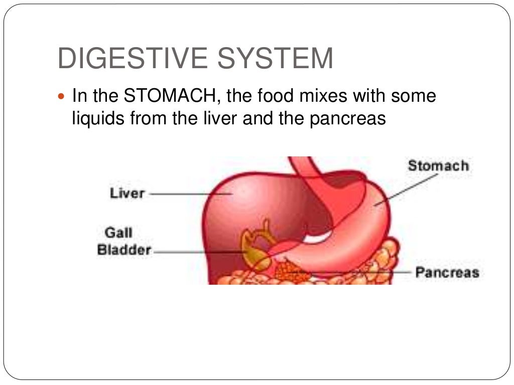 Systems of the nutrition digestive and respiratory