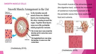 Systems physiology | PPT