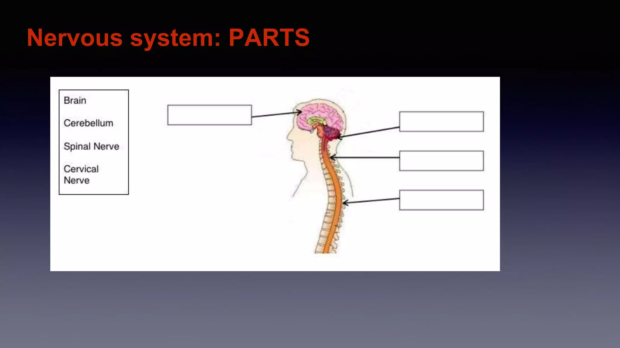 Body Systems - An Overview | PPT