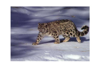 Animal Systematics lecture 4 | PPTX