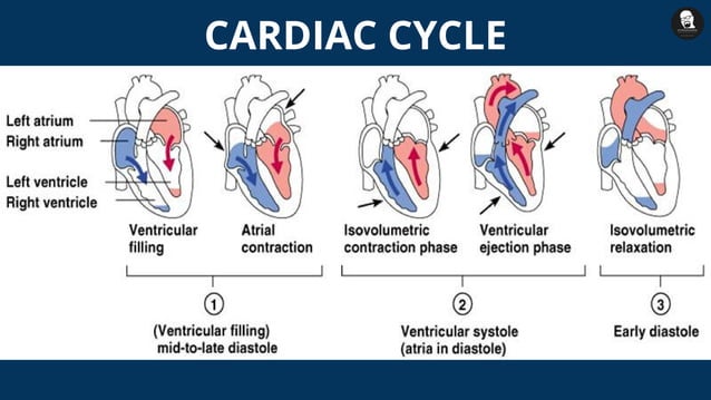 Systole and diastole human heart | PPT