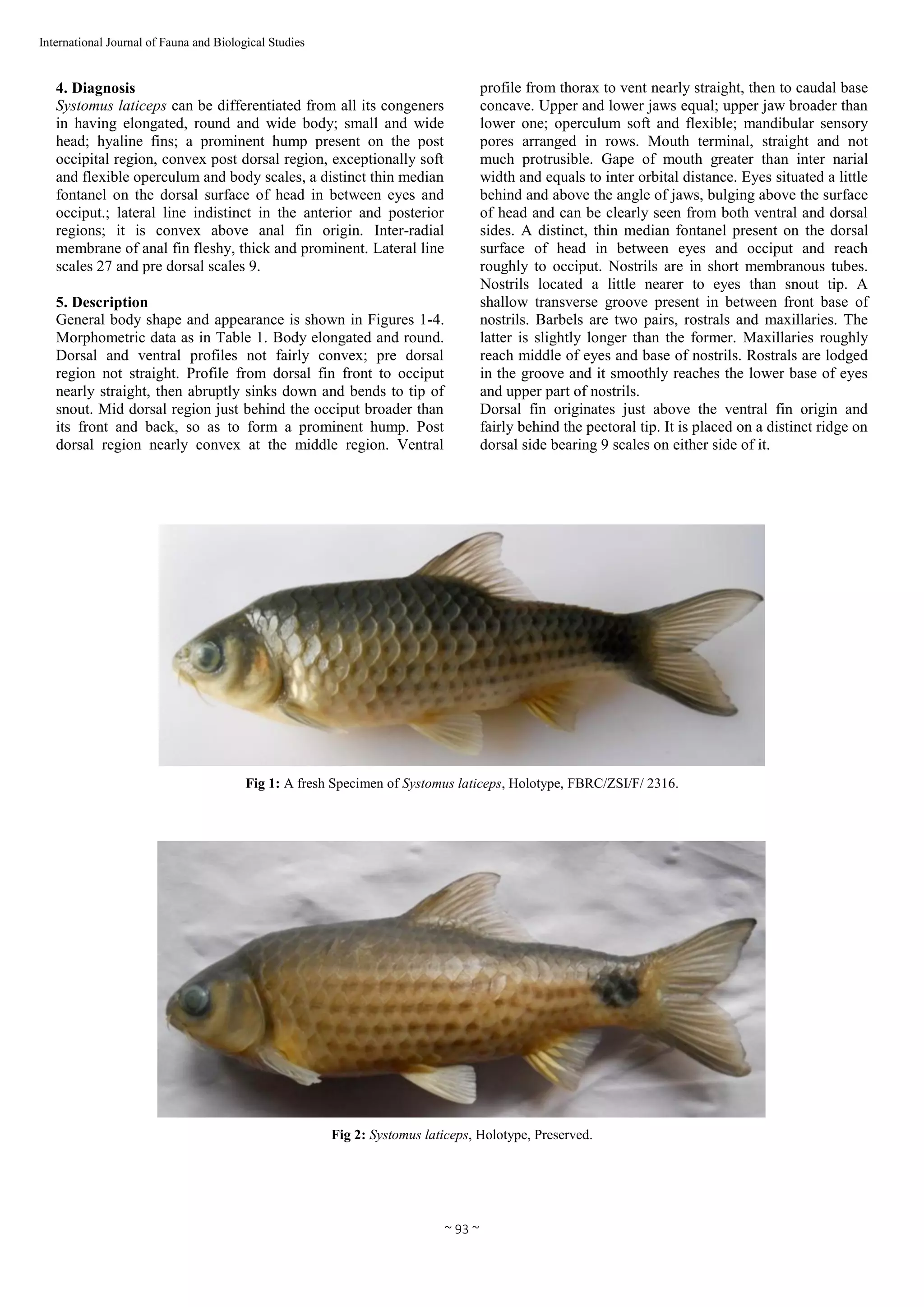 Systomus laticeps -published | PDF