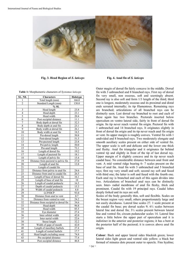 Systomus laticeps -published | PDF
