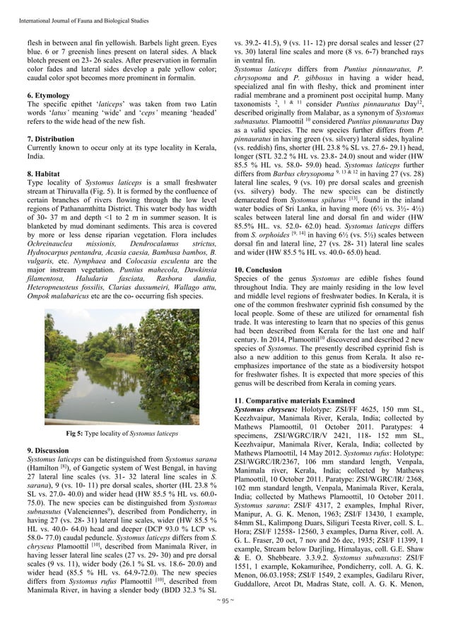 Systomus laticeps -published | PDF