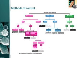 Physical and Chemical Control of Microbes | PPTX