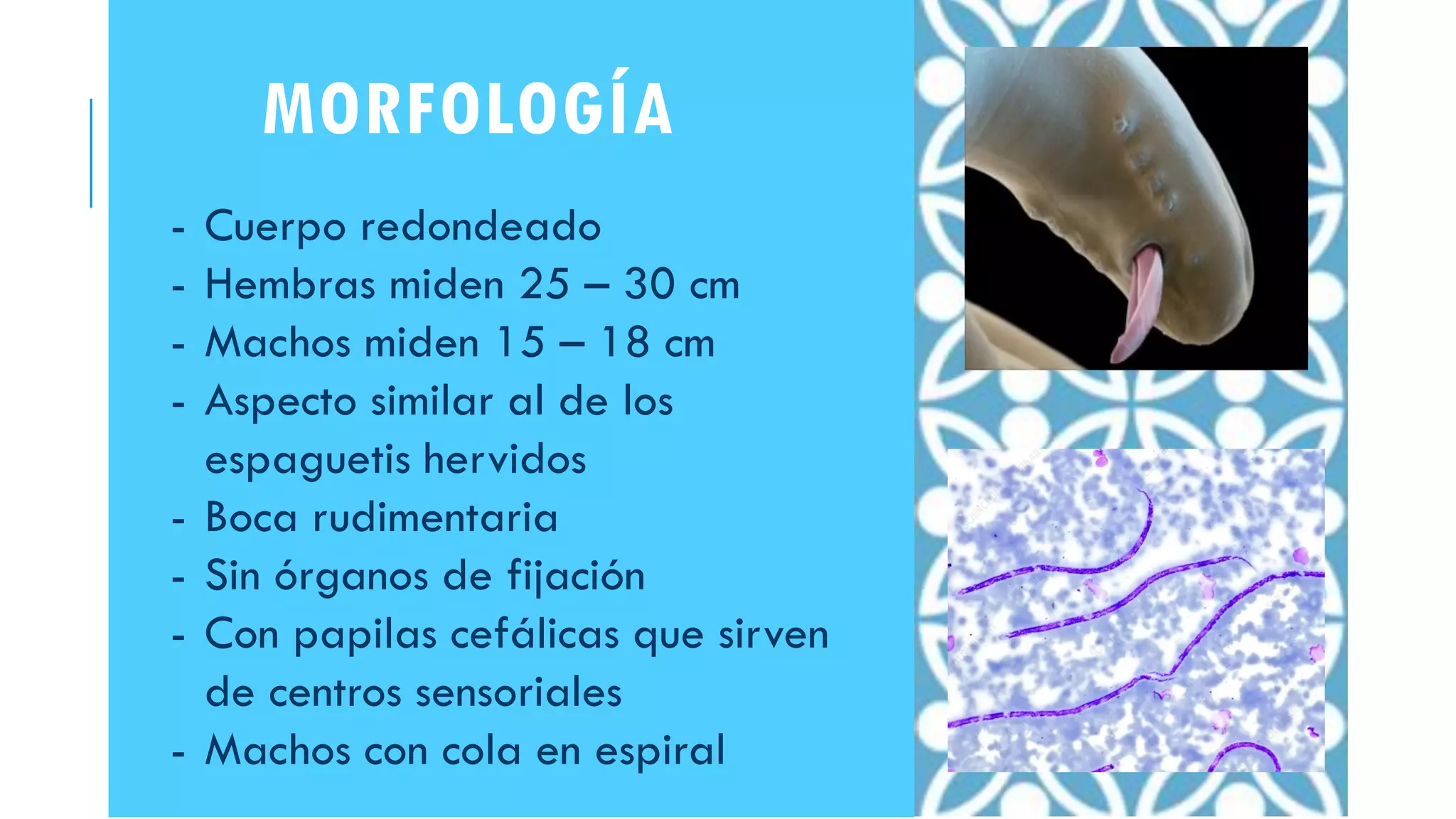 Parasitología Veterinaria, Dirofilariasis, Dirofilaria Immitis | PDF ...