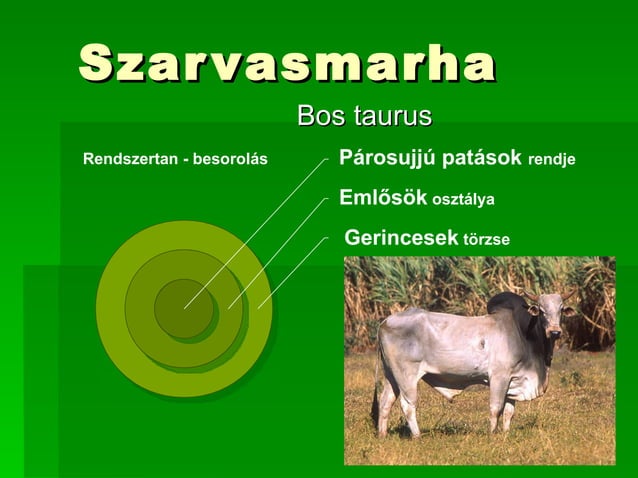 Szarvasmarha | PPT