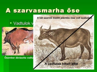 Szarvasmarha | PPT