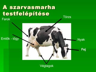 Szarvasmarha | PPT