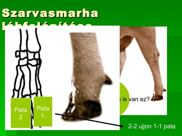 Szarvasmarha | PPT