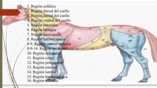 Anatomía Topográfica (Equino y Canino) | PPTX