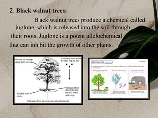 interrelationship_between_plants_and_microbe.pdf