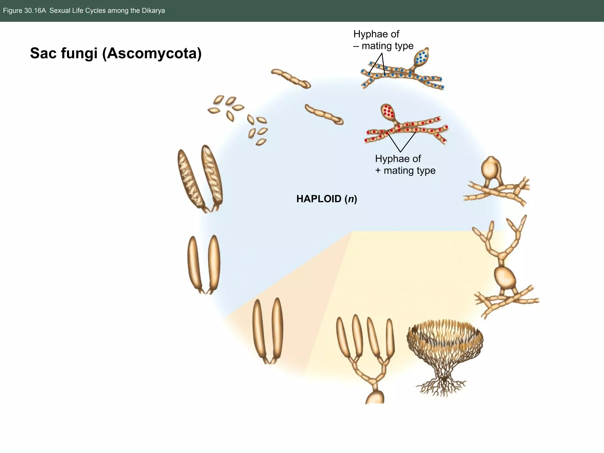 BIS2C. Biodiversity and the Tree of Life. 2014. L14. Fungi | PDF