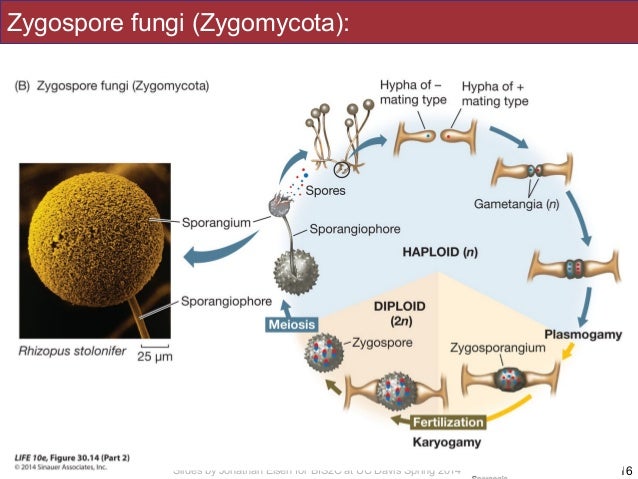 Zygospore Fungi Examples