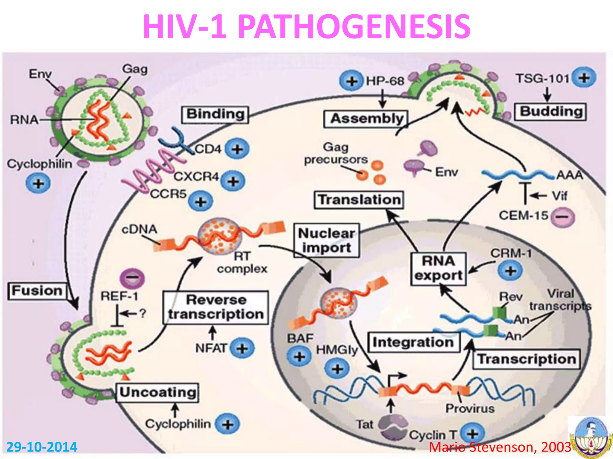 HIV-1 PATHOGENESIS AND GENETIC FORMS | PPT