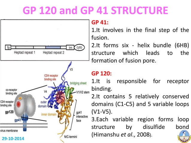 HIV-1 PATHOGENESIS AND GENETIC FORMS | PPT