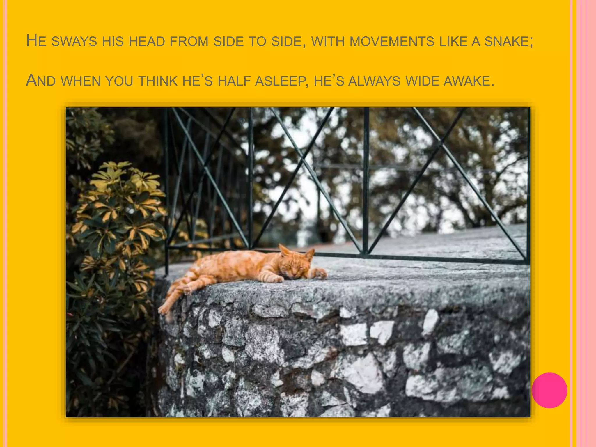 Poem 4 Macavity the mystery cat - T.S.Eliot | PPTX