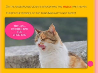 Poem 4 Macavity the mystery cat - T.S.Eliot | PPTX