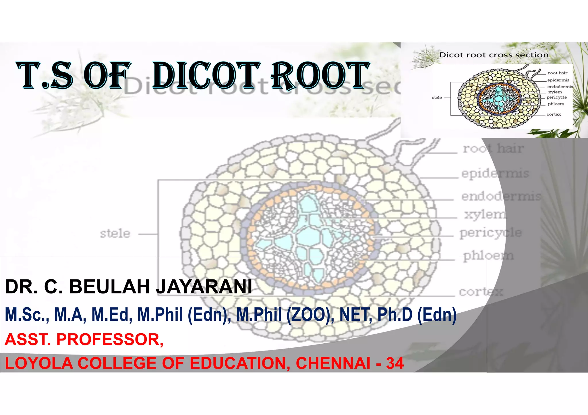 T.s. dicot root | PDF