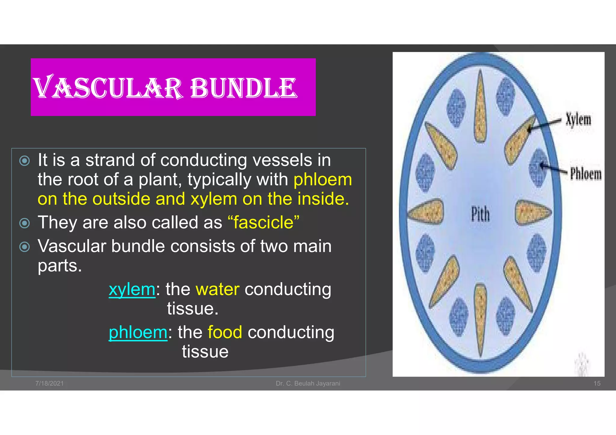 T.s. dicot root | PDF