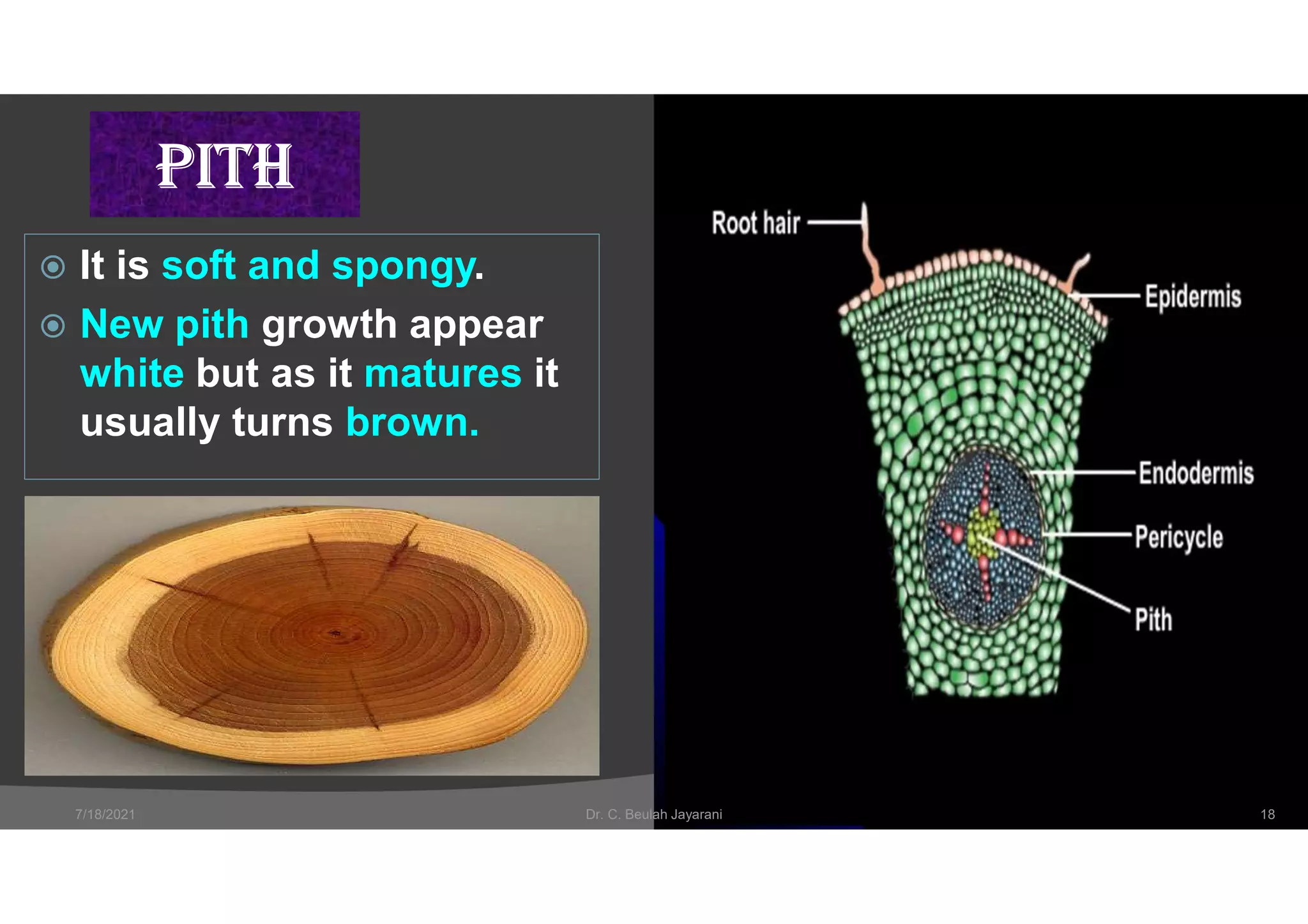 T.s. dicot root | PDF