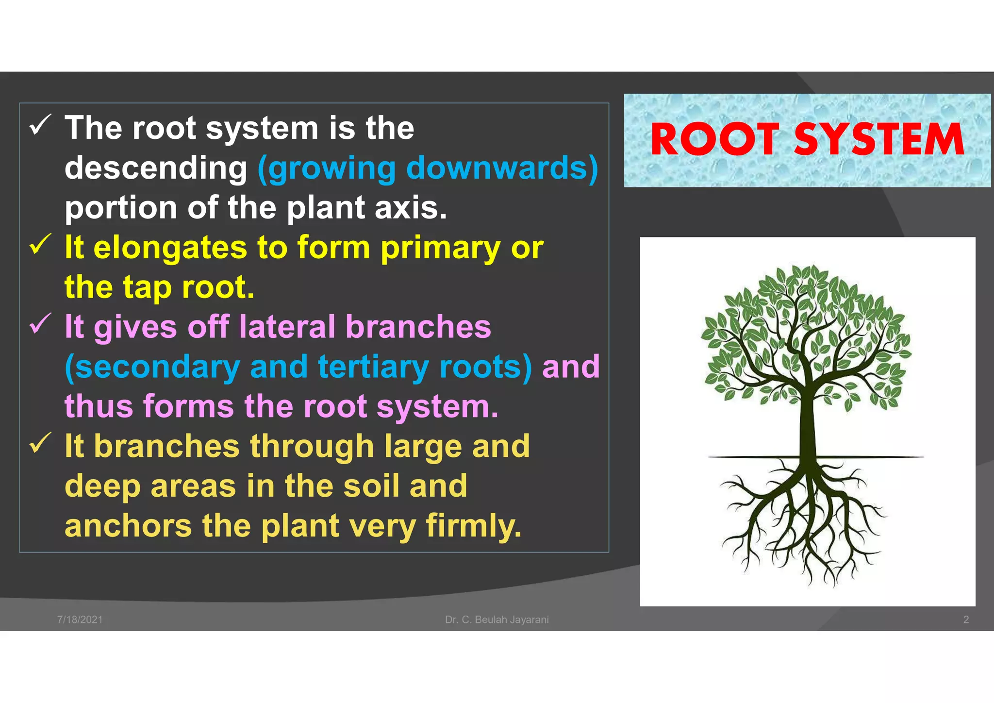 T.s. dicot root | PDF