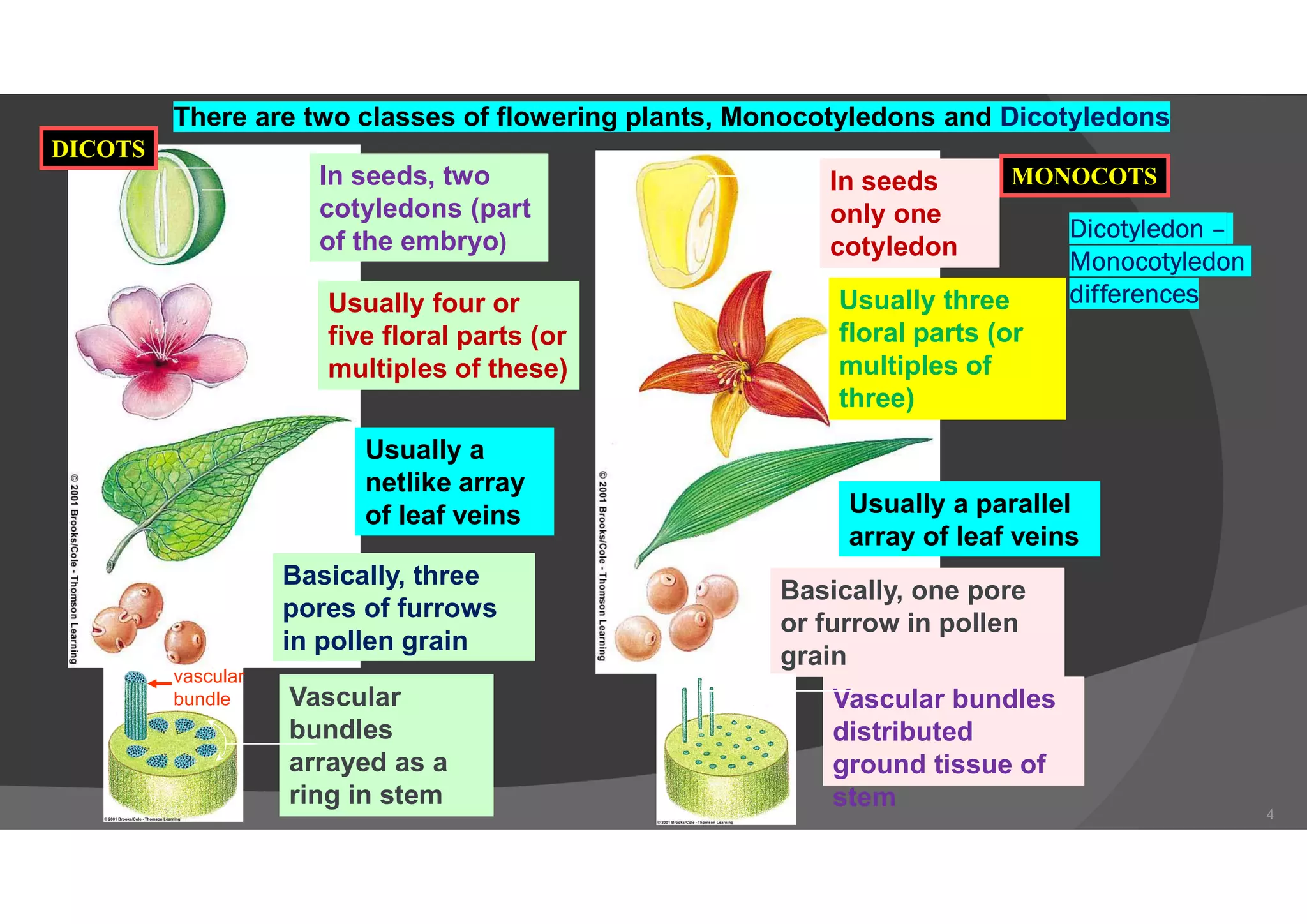 T.s. dicot root | PDF