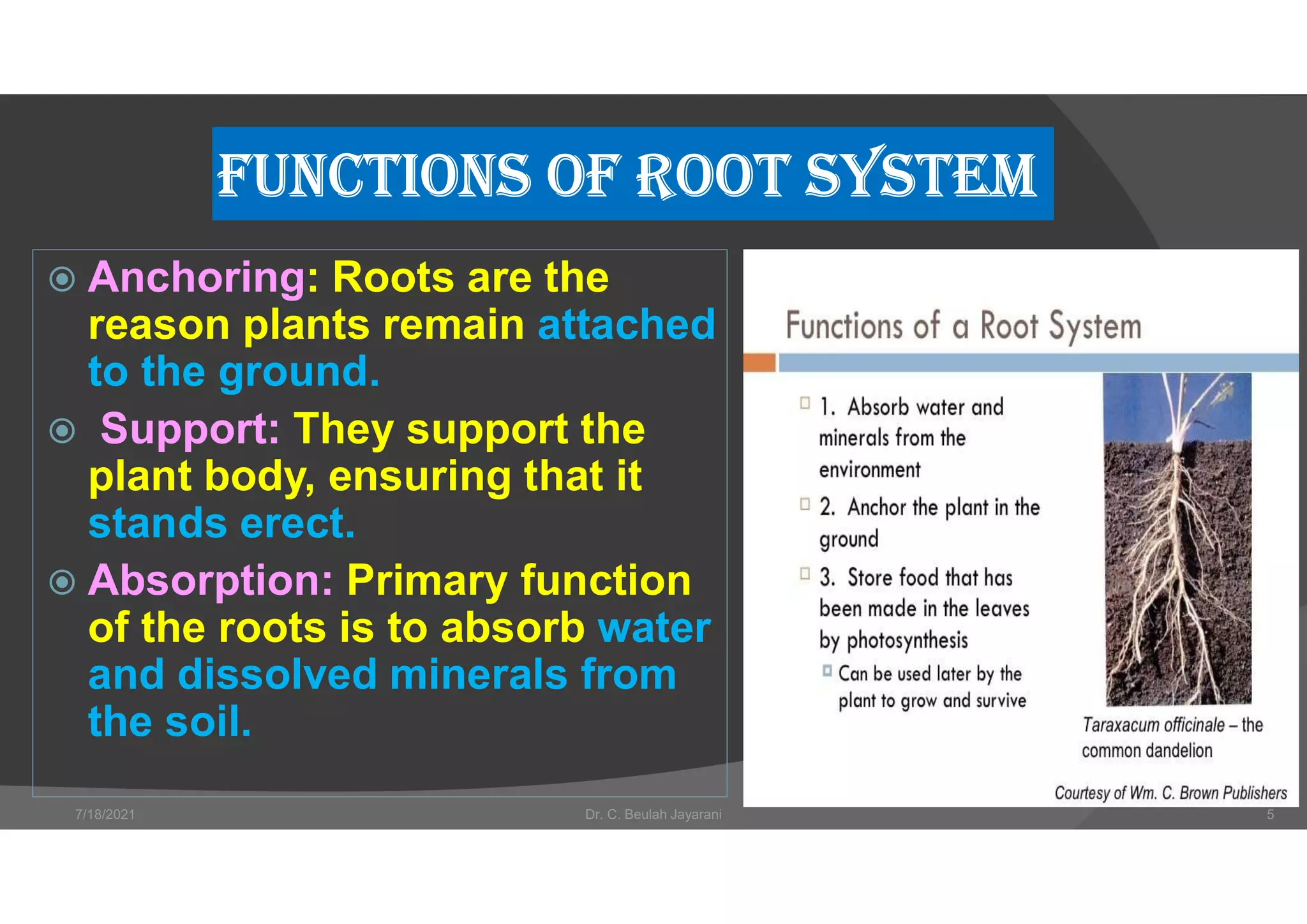 T.s. dicot root | PDF