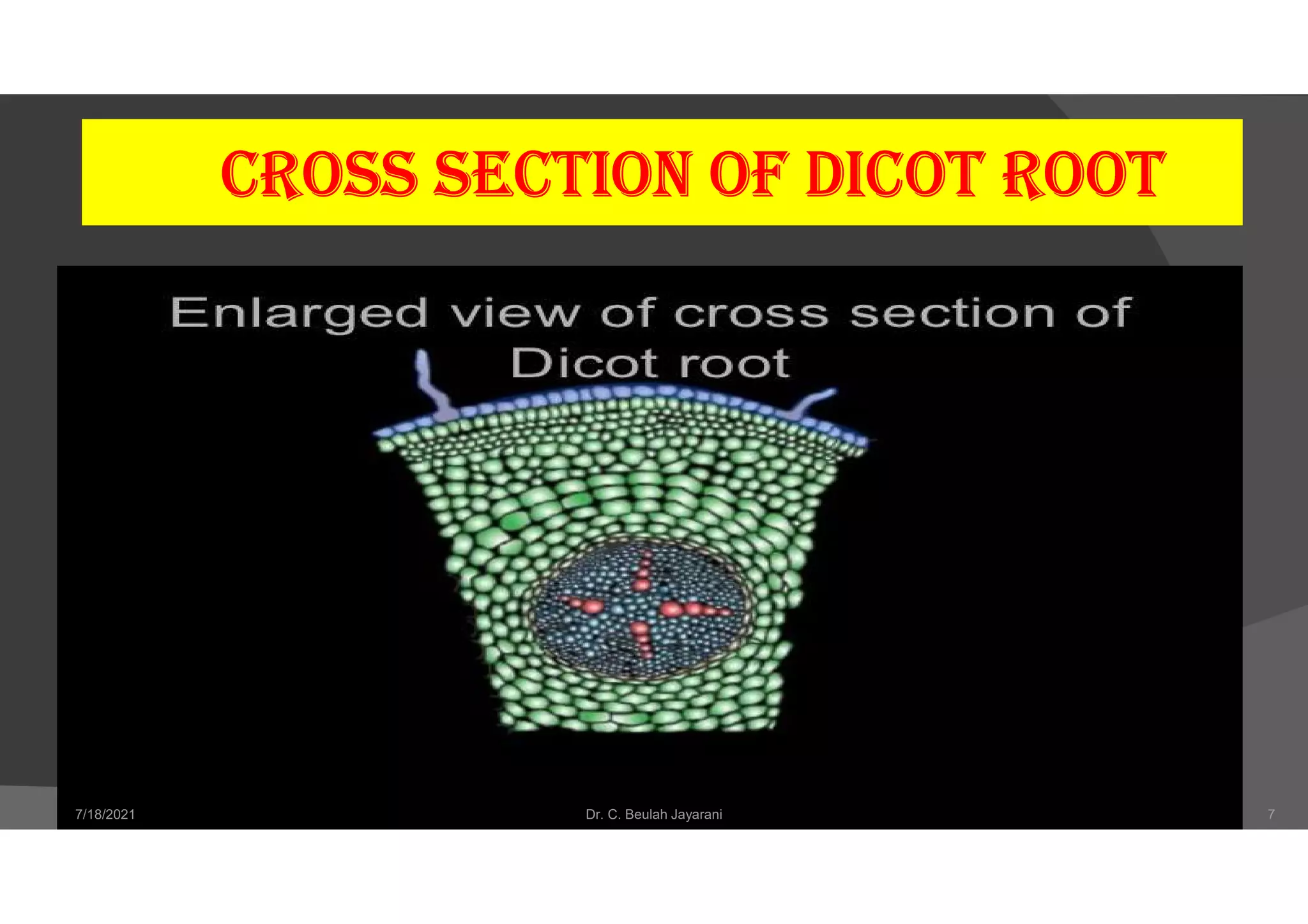 T.s. dicot root | PDF