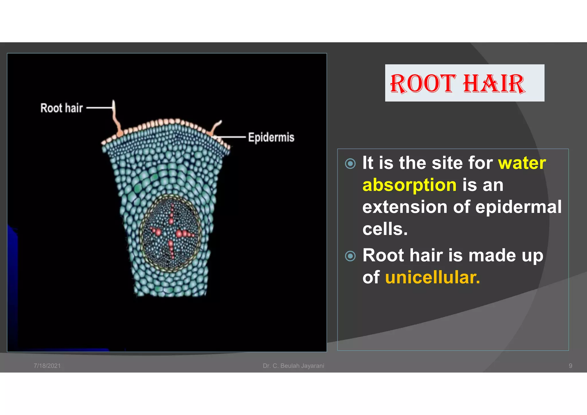 T.s. dicot root | PDF