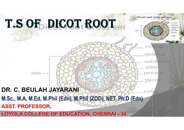 T.s. dicot root | PDF | Gardening | Home & Garden